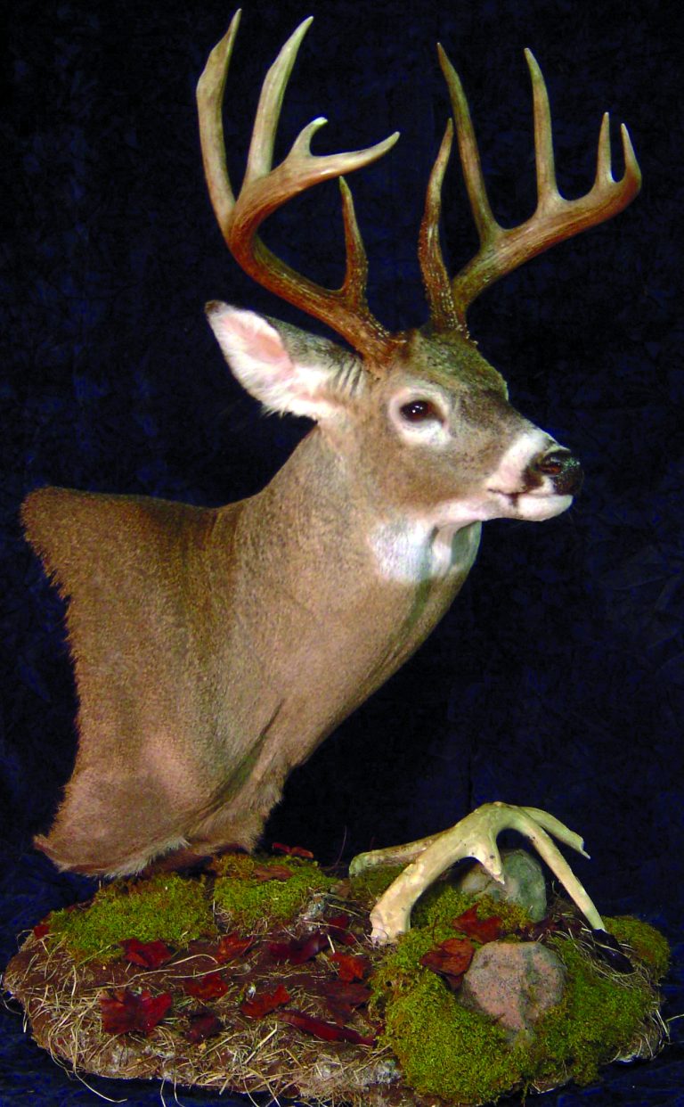 Whitetail Forms Joe Coombs Classics Inc