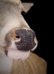 Supplies and Accessories – Joe Coombs Classics, Inc.