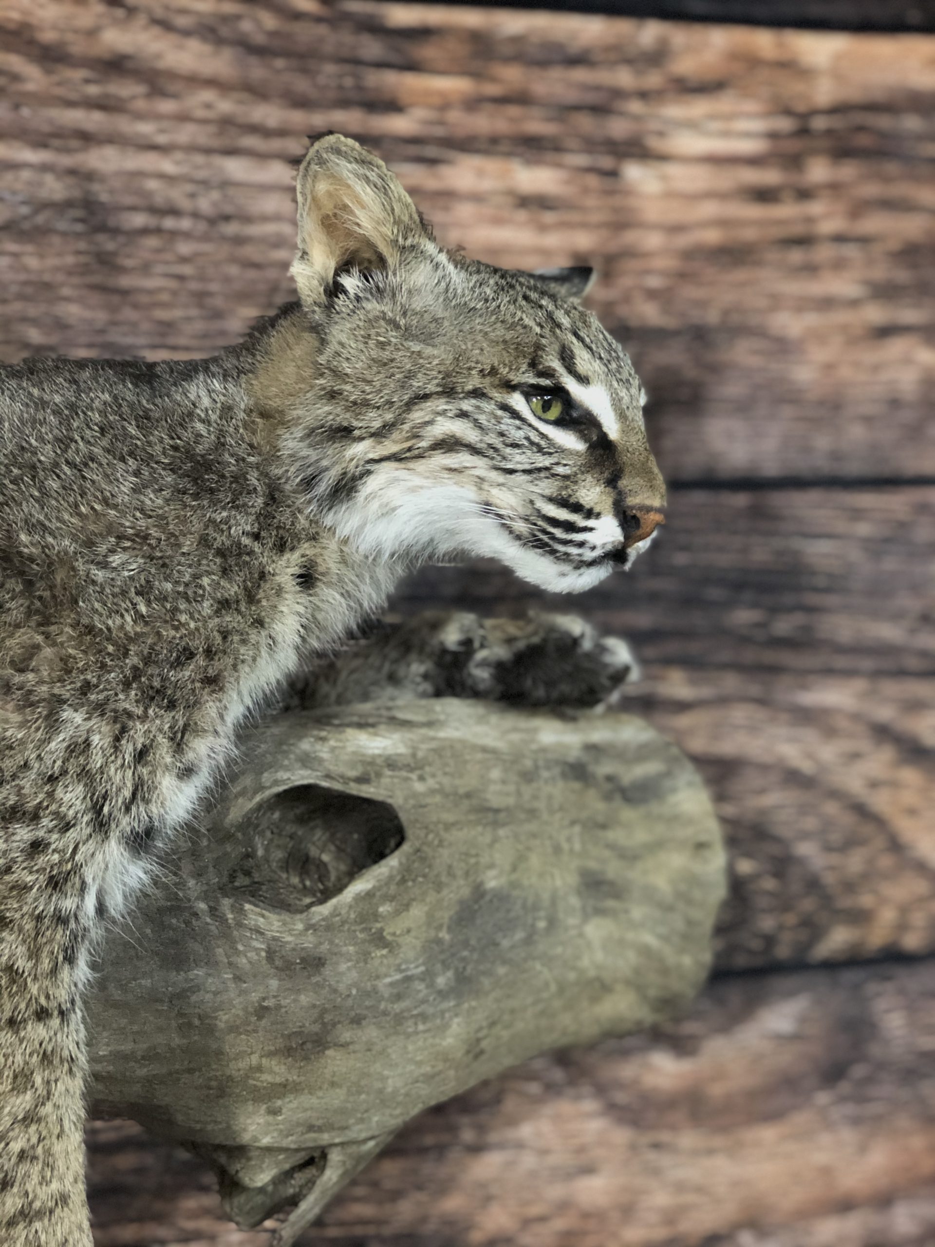 Customer Spotlight – Joe Coombs Classics, Inc.